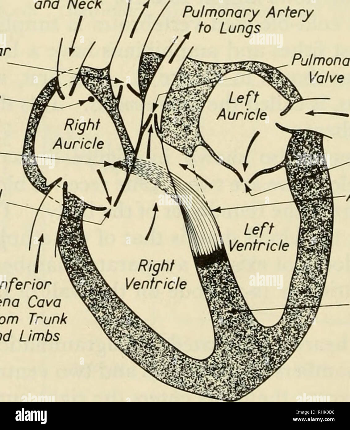 . Biophysical science. Biofisica. Vena polmonare sinistra oreillette ...