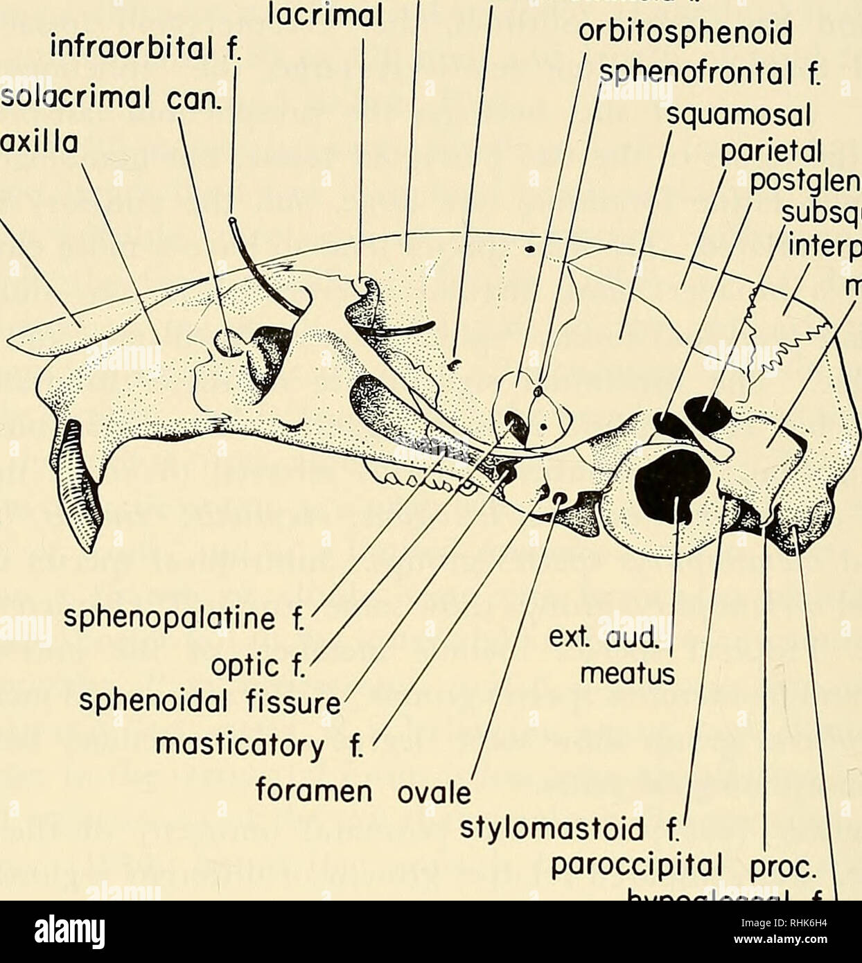 . Biologia di Peromyscus (Rodentia). Topi; Peromyscus. 130 Klingener ...