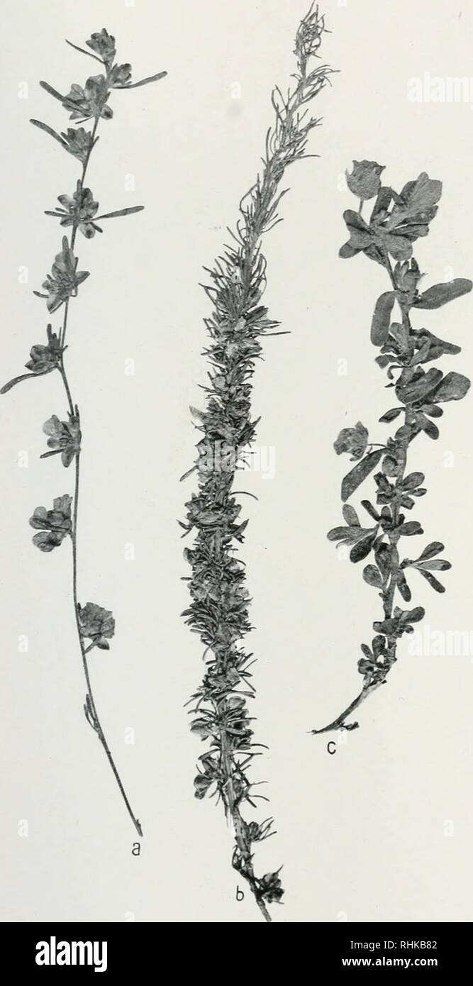 . Biologiske meddelelser. Biologia. I). K. D. Vid. Selsk. Biol. Medd ...