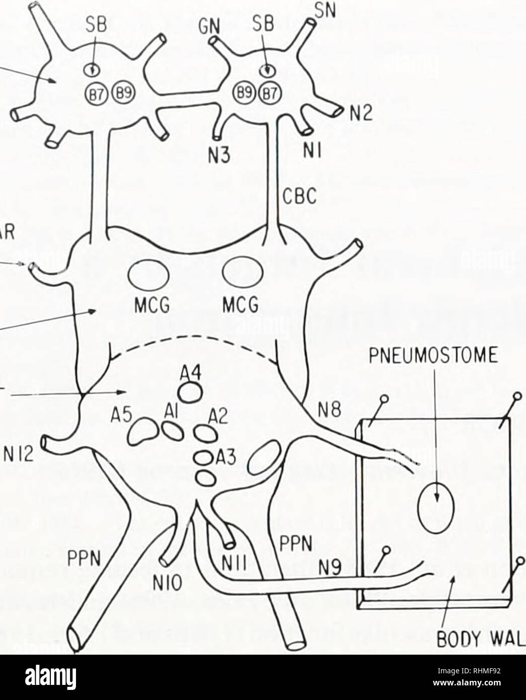 . Il bollettino biologico. Biologia; Zoologia; biologia; biologia ...