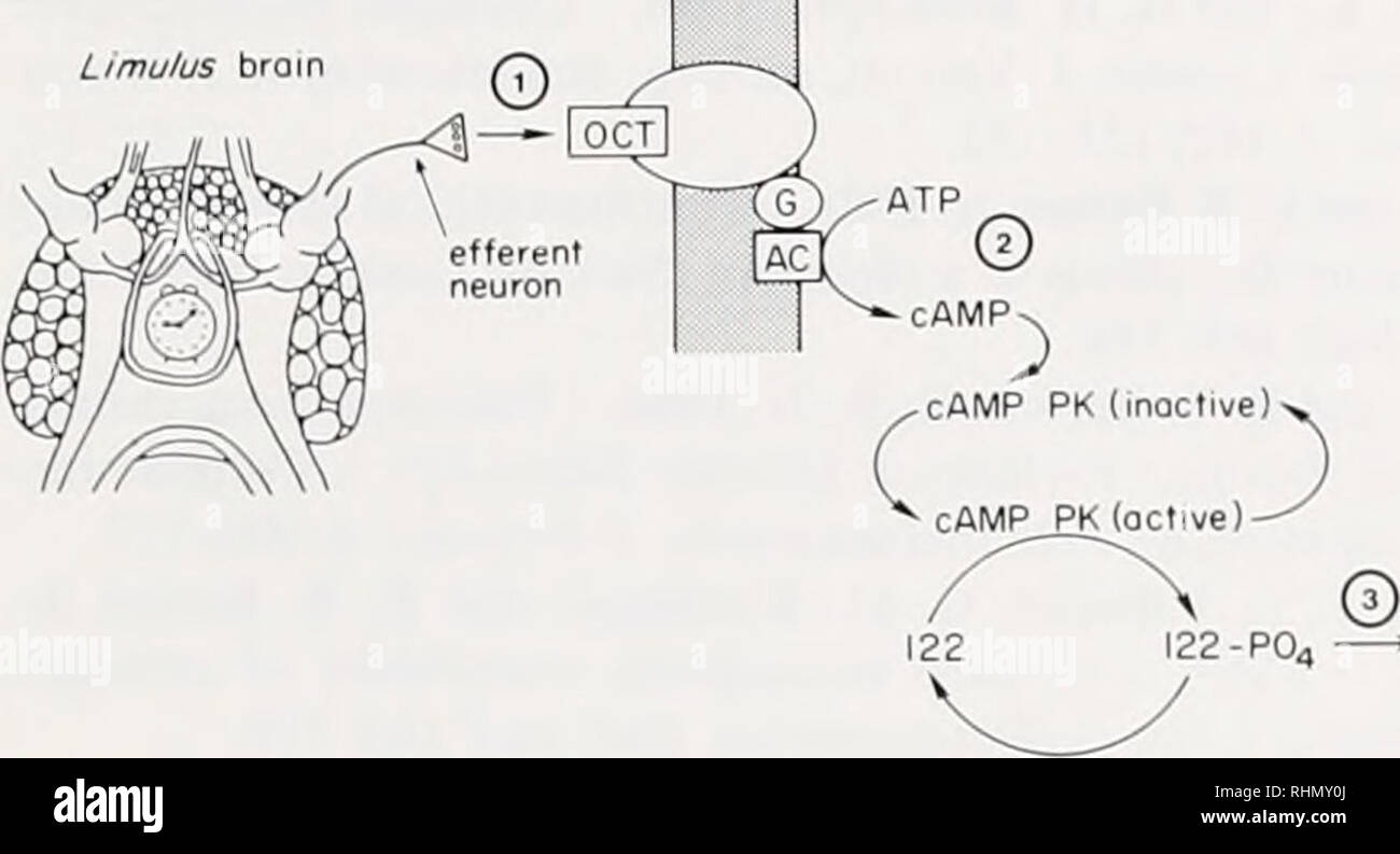 Receptores de octopamina immagini e fotografie stock ad alta ...