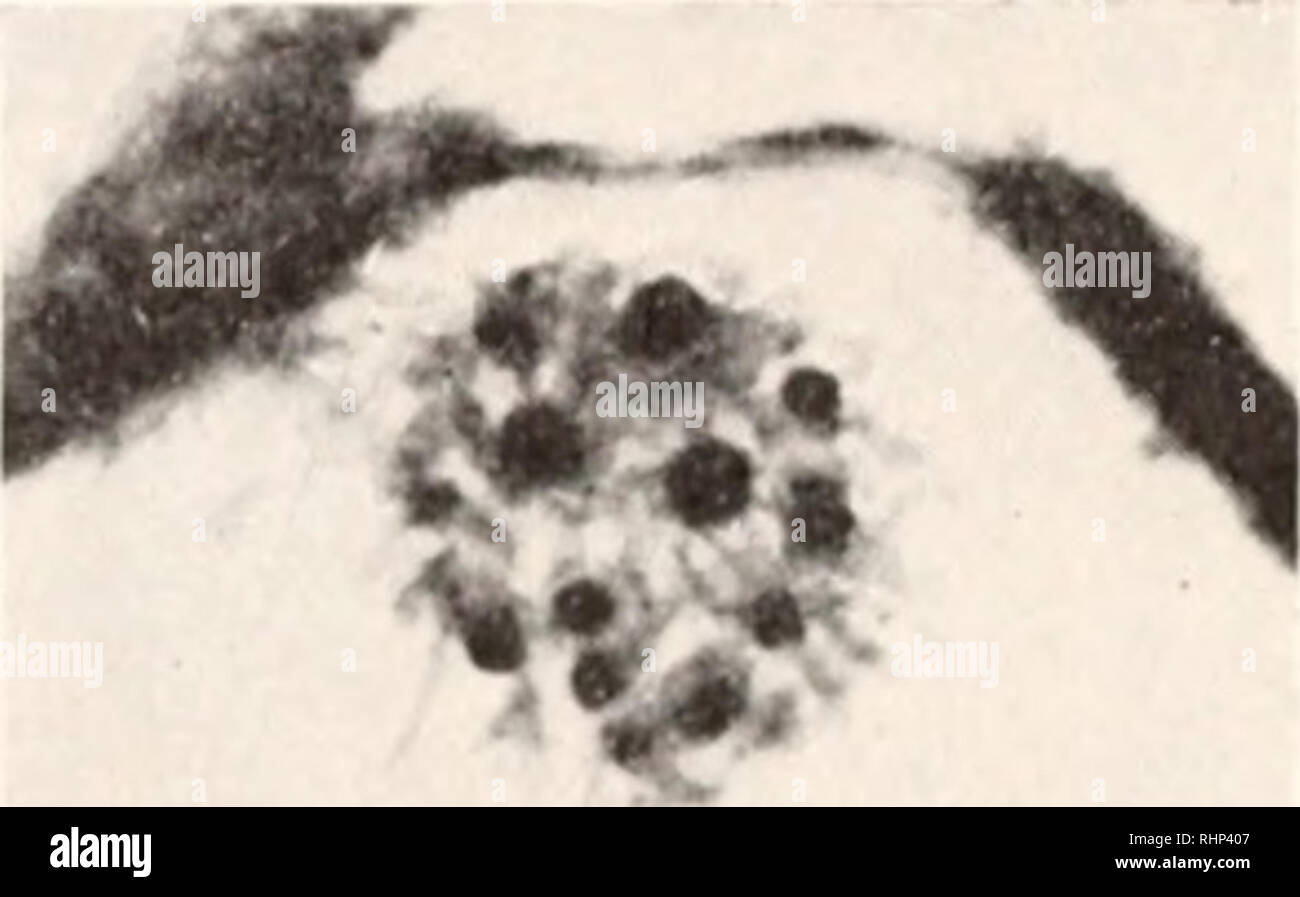 Cellule germinali maschili immagini e fotografie stock ad alta ...