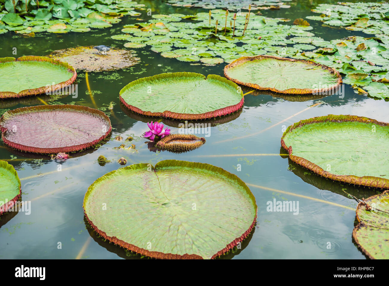 Fiore della Victoria amazonica, o Victoria Regia, la più grande pianta ...