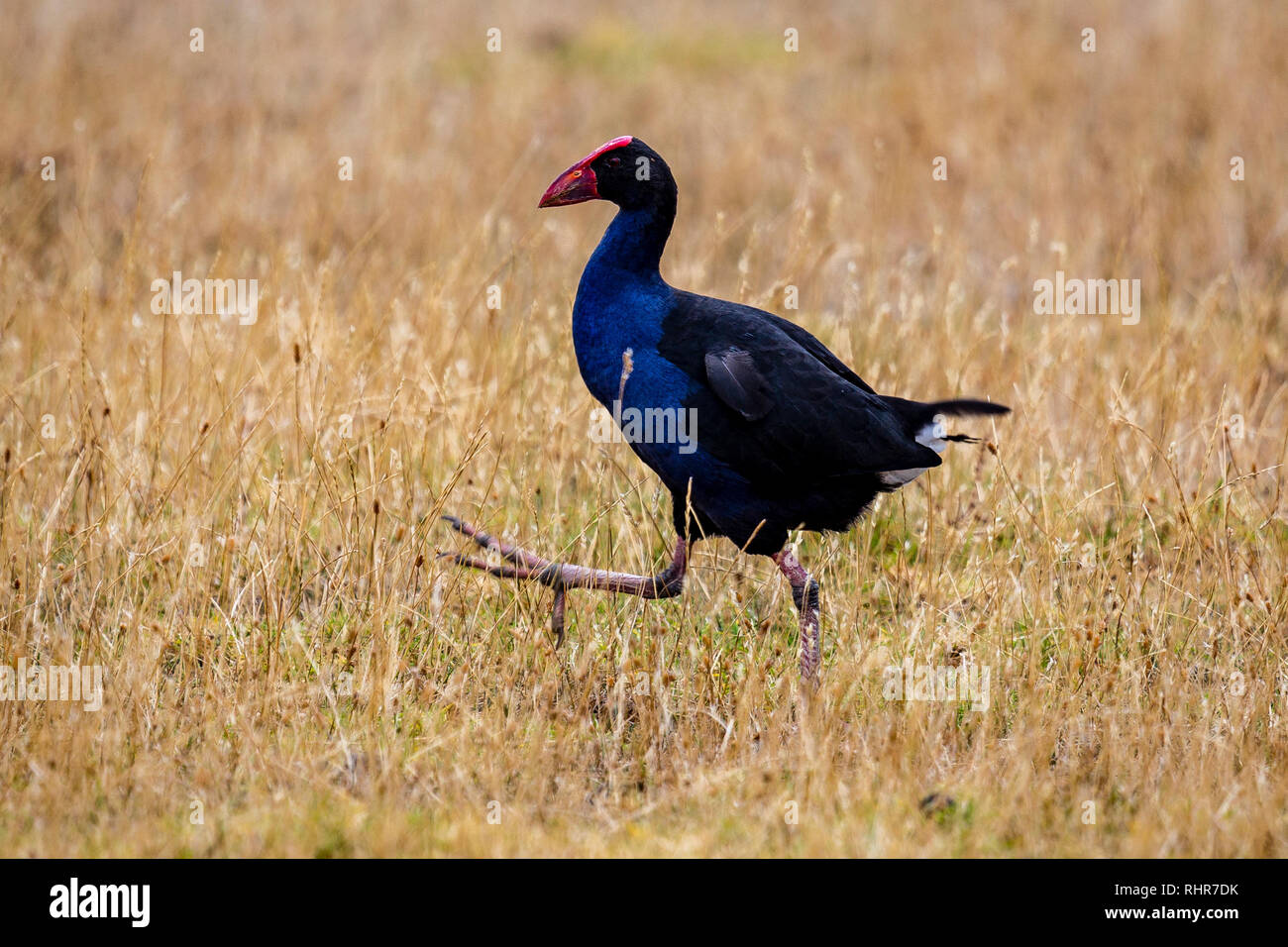 Maori pukeko immagini e fotografie stock ad alta risoluzione - Alamy
