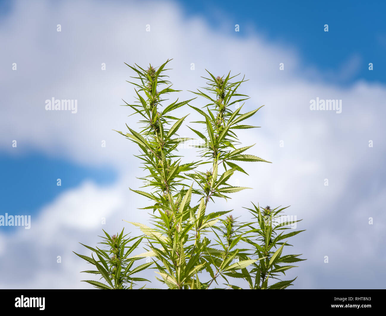 Pianta di cannabis immagini e fotografie stock ad alta risoluzione - Alamy