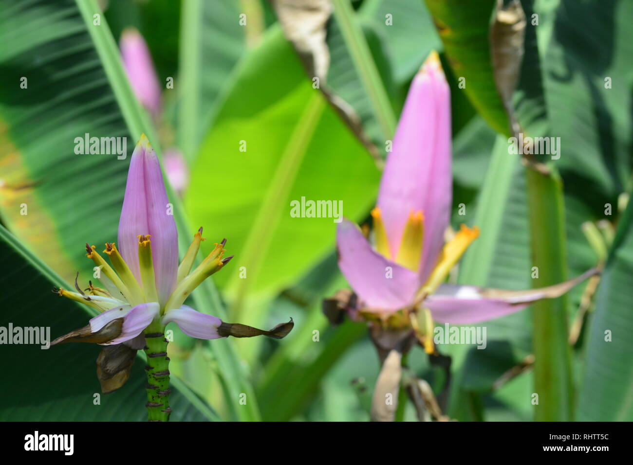 Musa rosacea immagini e fotografie stock ad alta risoluzione - Alamy
