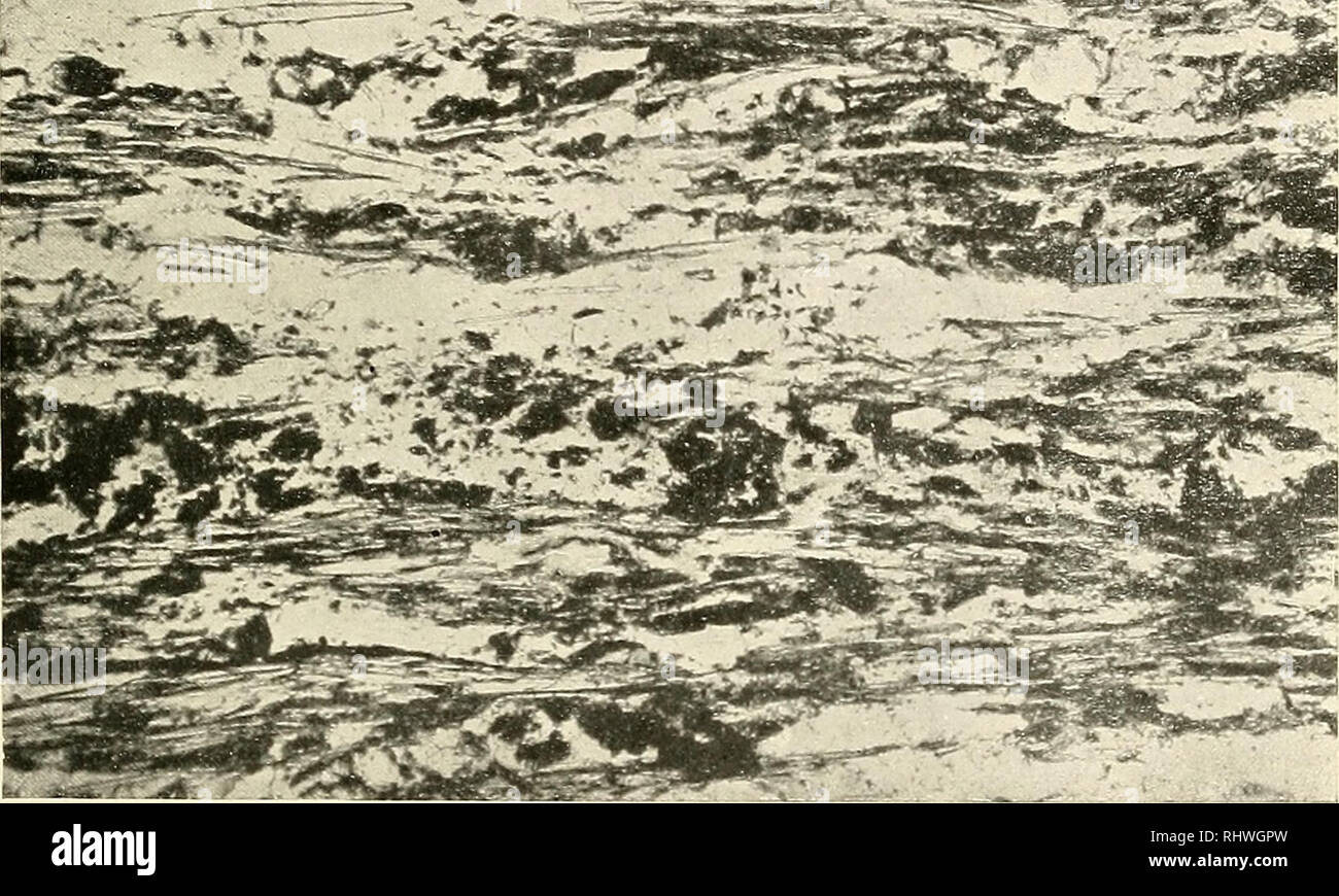 . Musei Bergens aarbok. liÉ^^r5^. Fig. 45. Alunskiferfyllit. Ryg ...