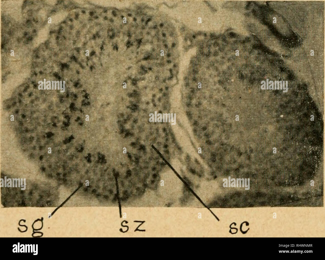 Cellule germinali maschili immagini e fotografie stock ad alta ...