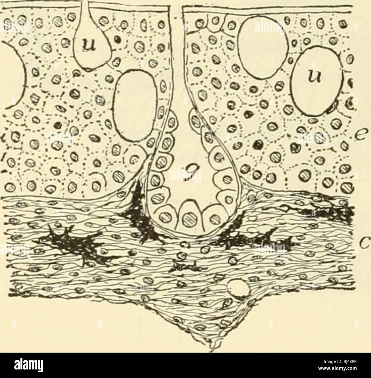 Morfologia scheletrica immagini e fotografie stock ad alta risoluzione ...