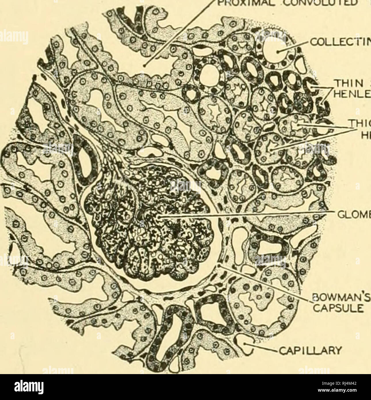 Anatomia del glomerulo del rene immagini e fotografie stock ad alta ...