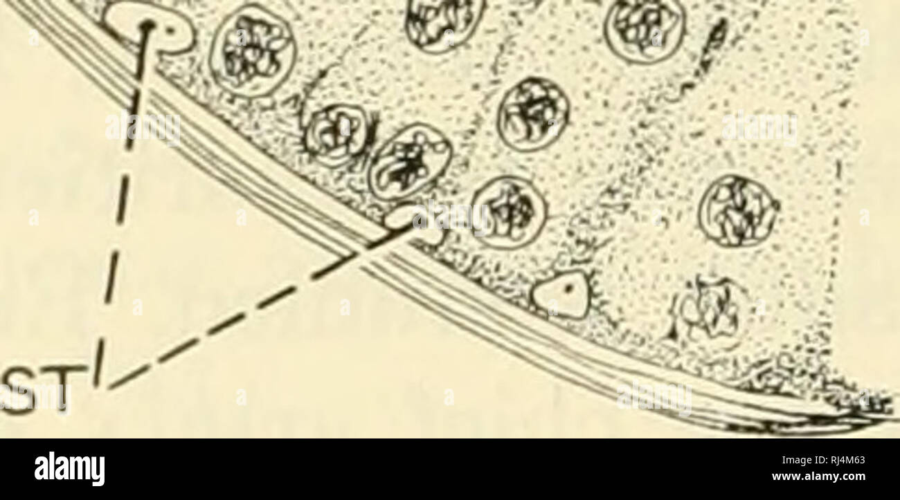 Ovarian follicle histology immagini e fotografie stock ad alta ...