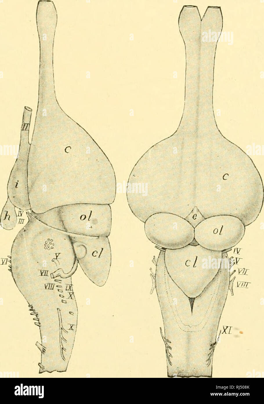 Anatomia del cervello della ghiandola pineale immagini e fotografie ...