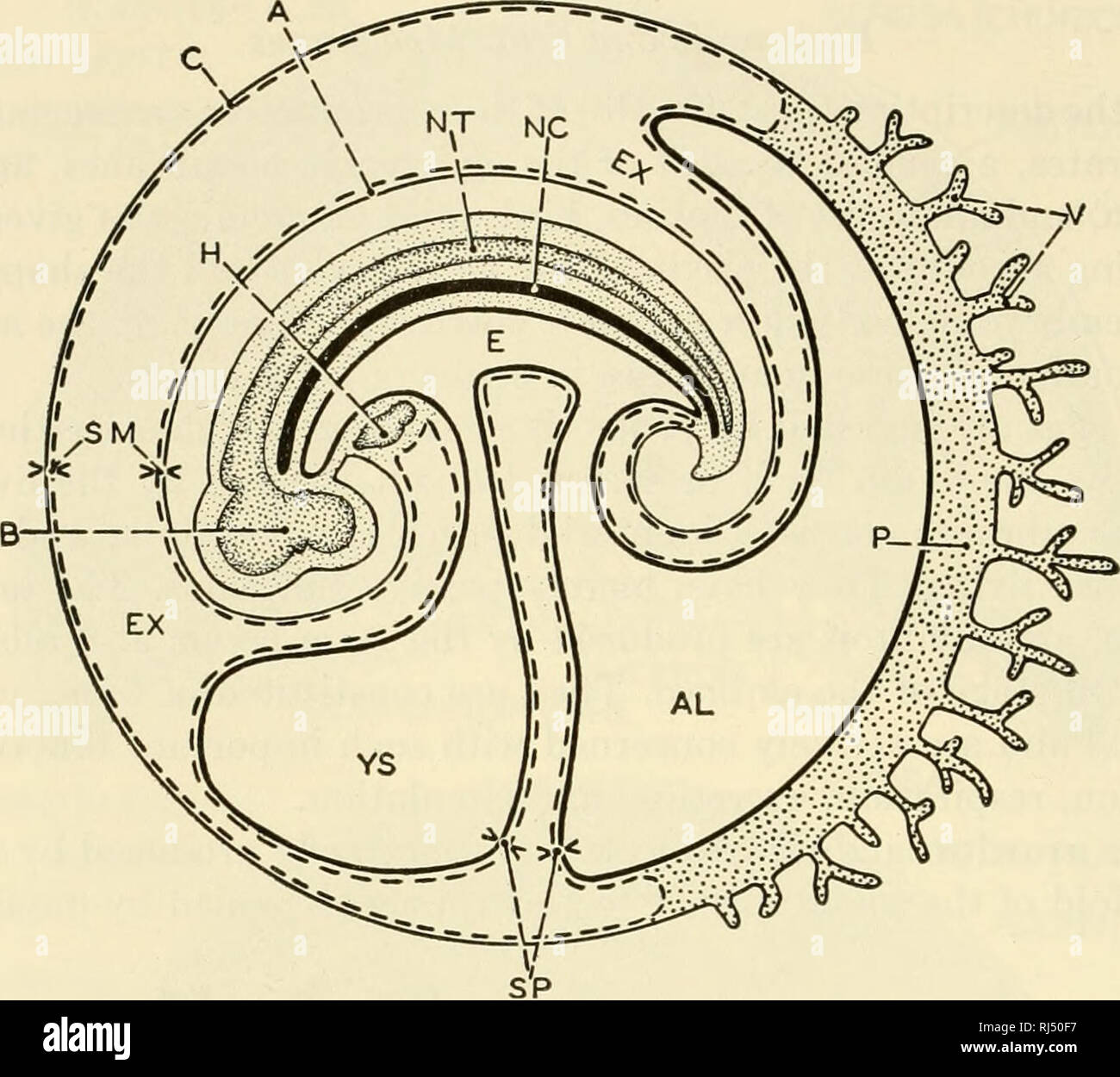 Villi coriali Immagini e Fotos Stock - Alamy