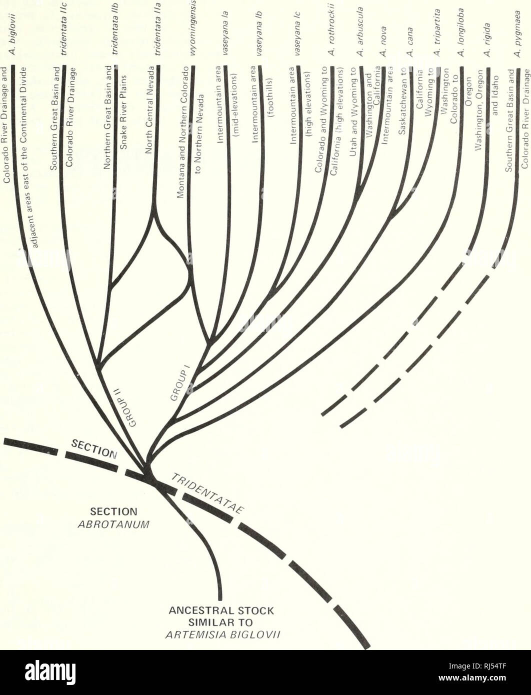 Phylogenetic tree immagini e fotografie stock ad alta risoluzione - Alamy