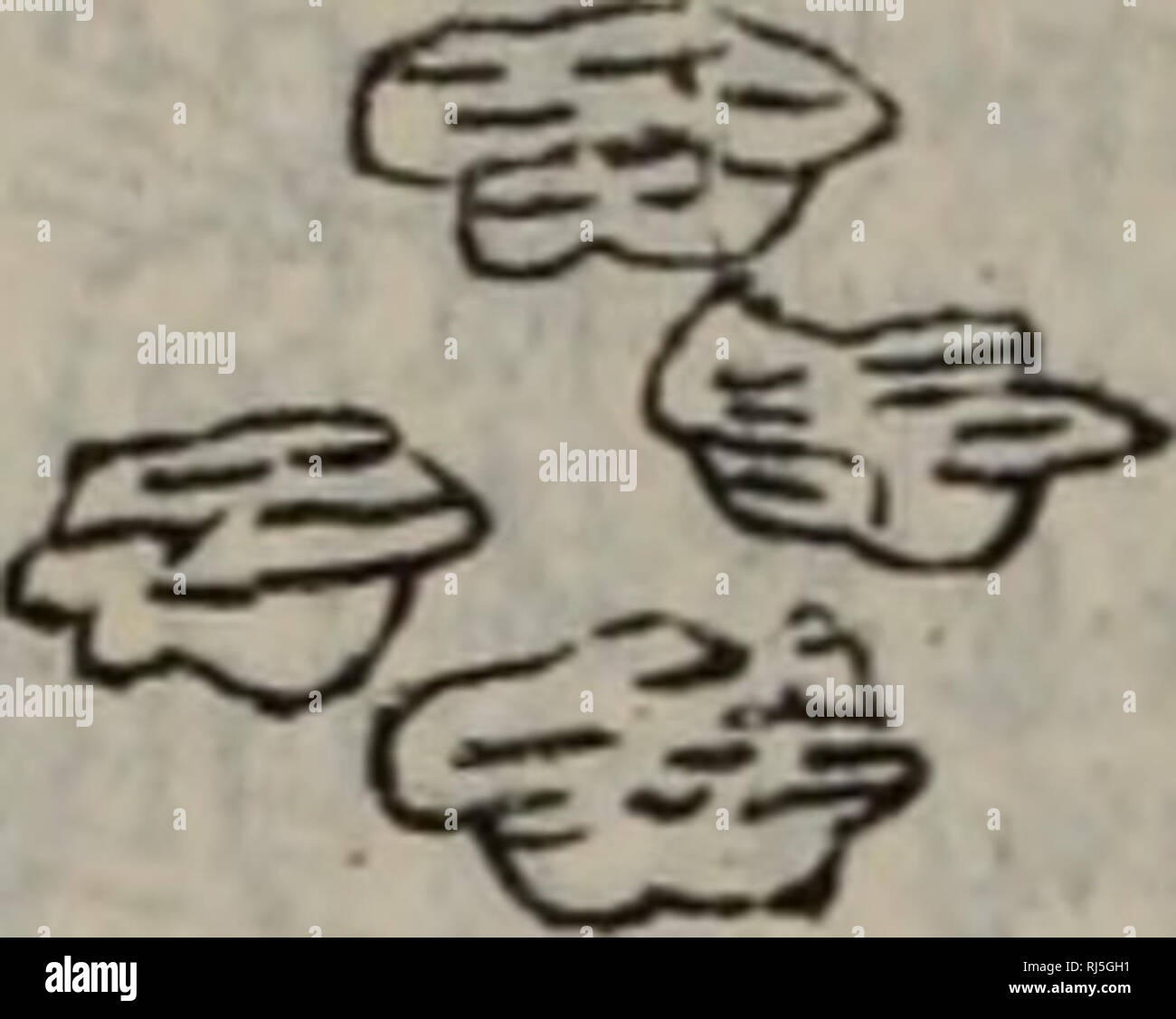 . Chong xiu zhen egli jin shi zheng lei bei yong cao yao éä¿®ae¿åç"å²è ...