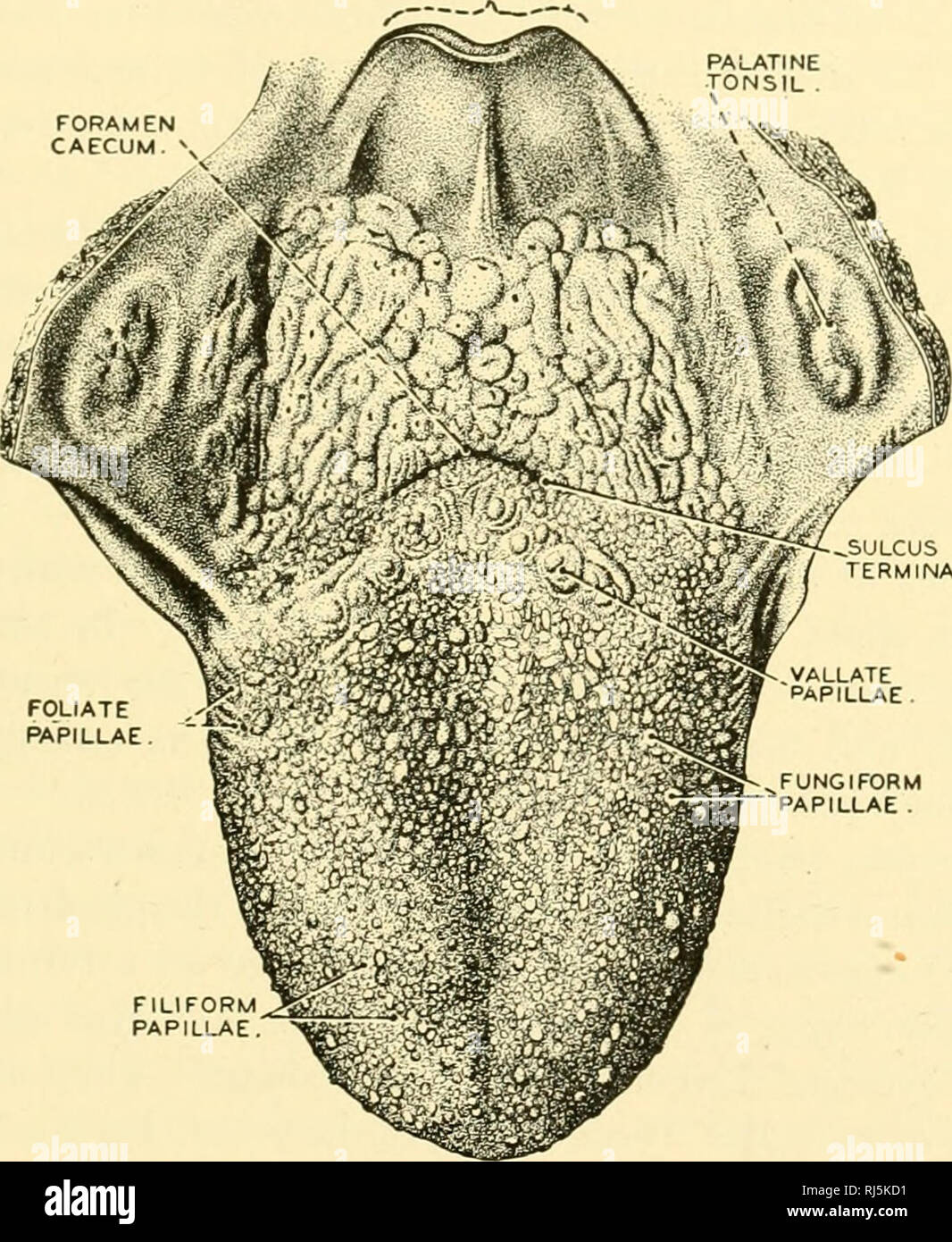 . Anatomia Chordate. Chordata, Anatomia, comparativo. Gli organi di ...