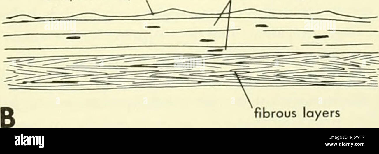 . Morfologia Chordate. Morfologia (animali); Chordata. scolpito strato ...