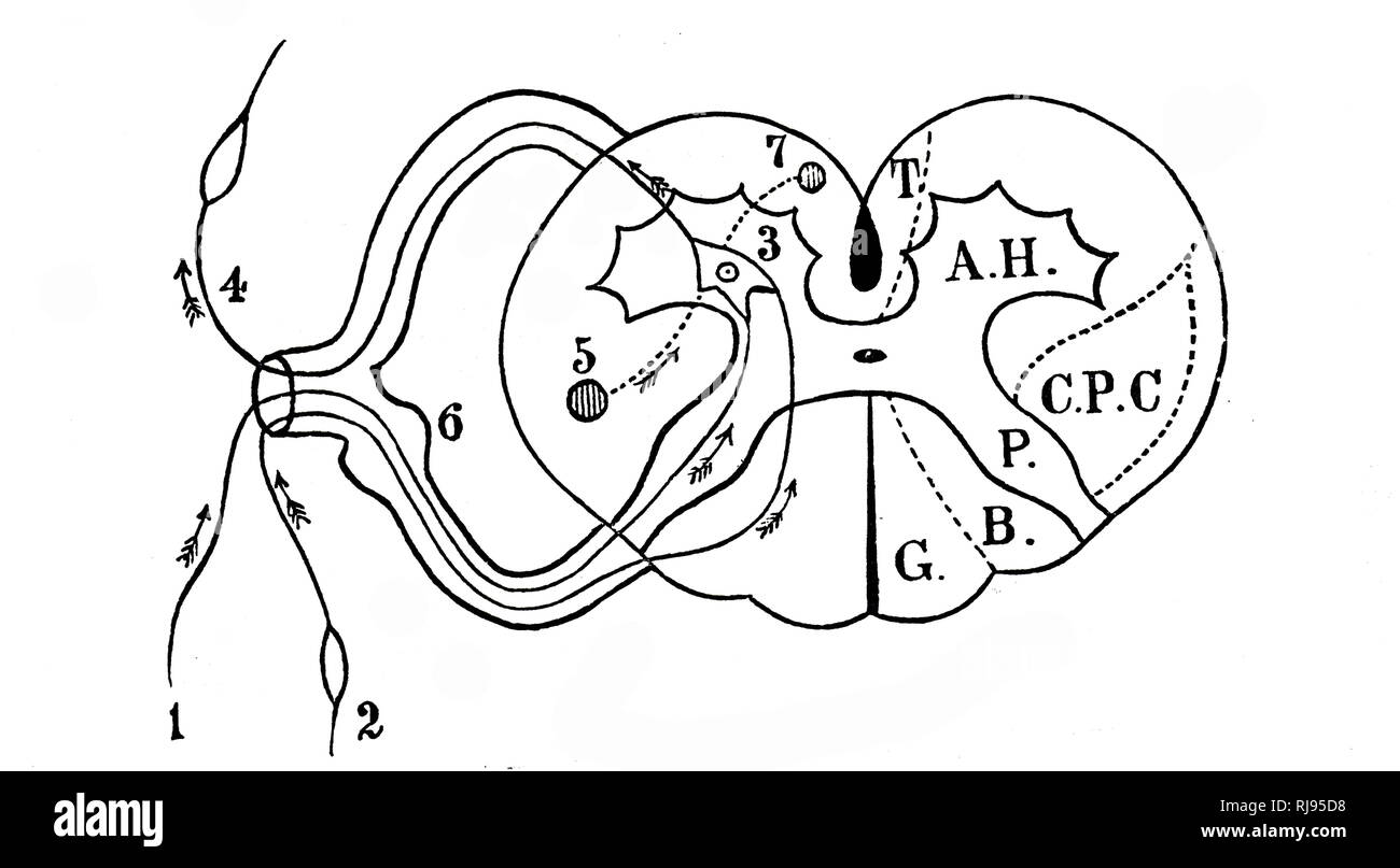 Arco riflesso sistema nervoso immagini e fotografie stock ad alta ...