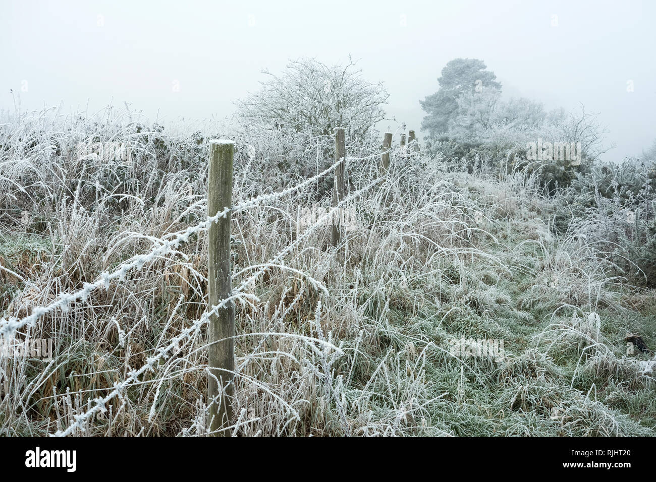 Recinzione di filo spinato brina congelamento freddo immagini e ...