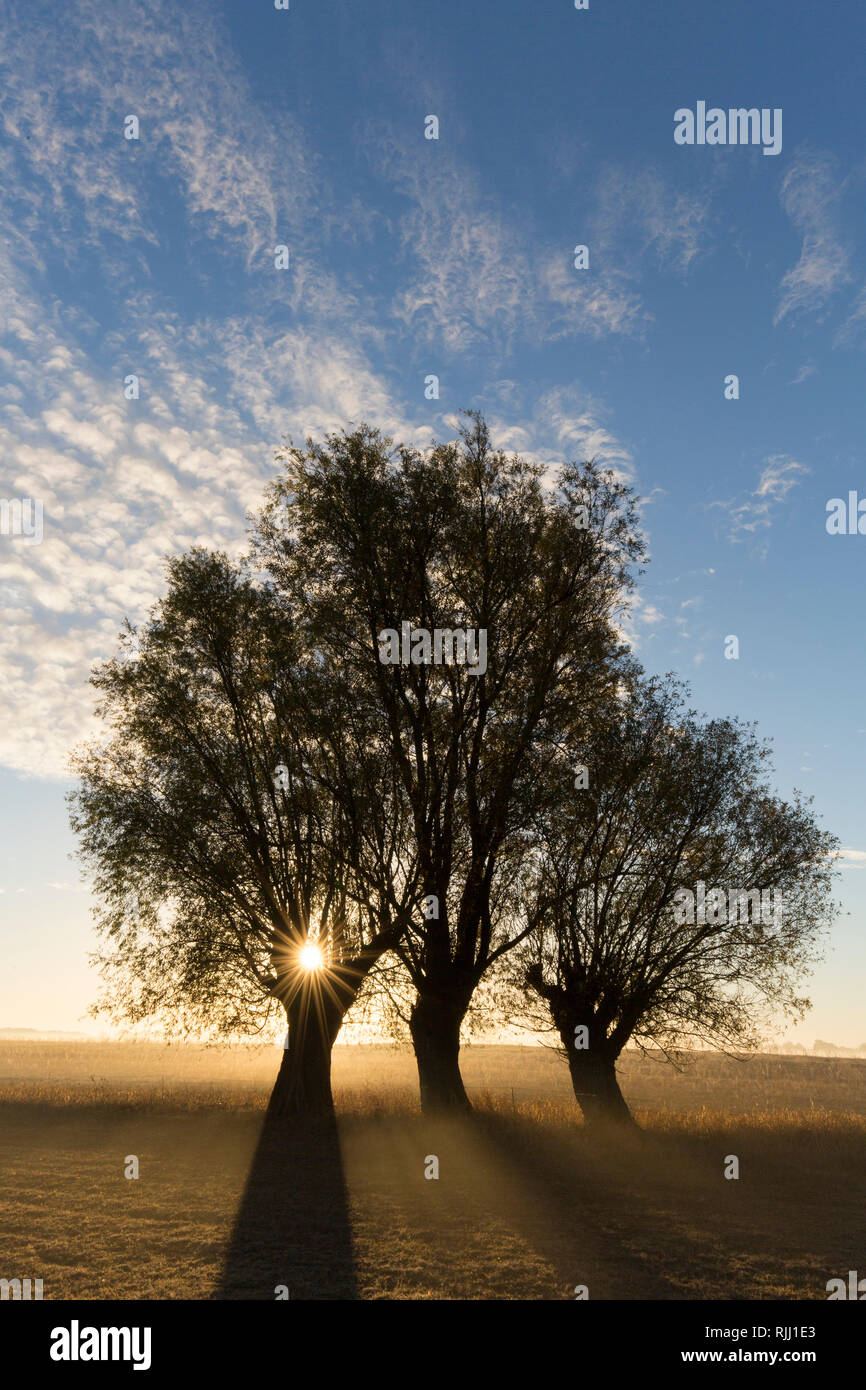 Salice bianco salix alba nel sorgere del sole immagini e fotografie ...
