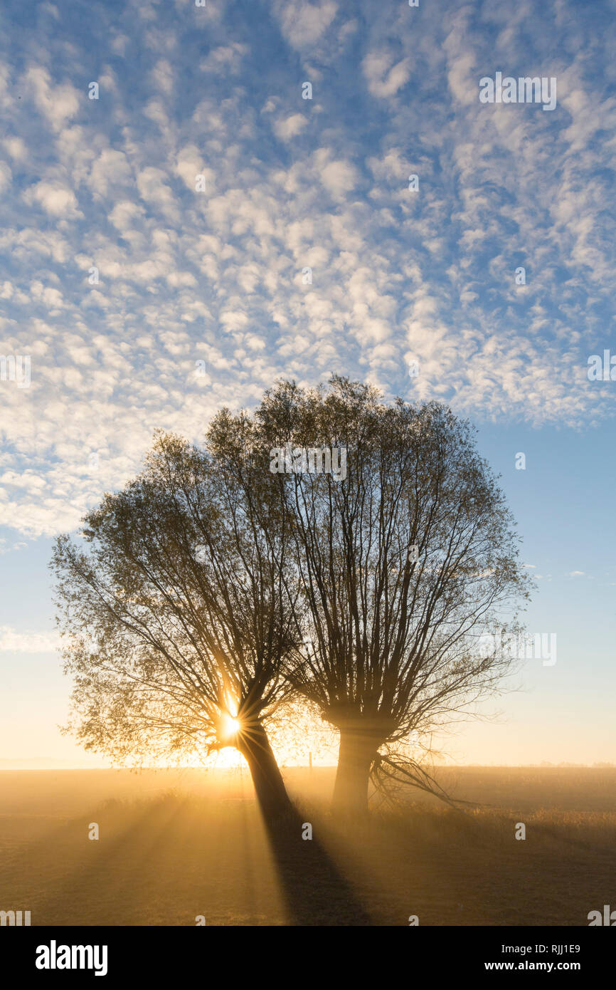 Salice bianco salix alba nel sorgere del sole immagini e fotografie ...