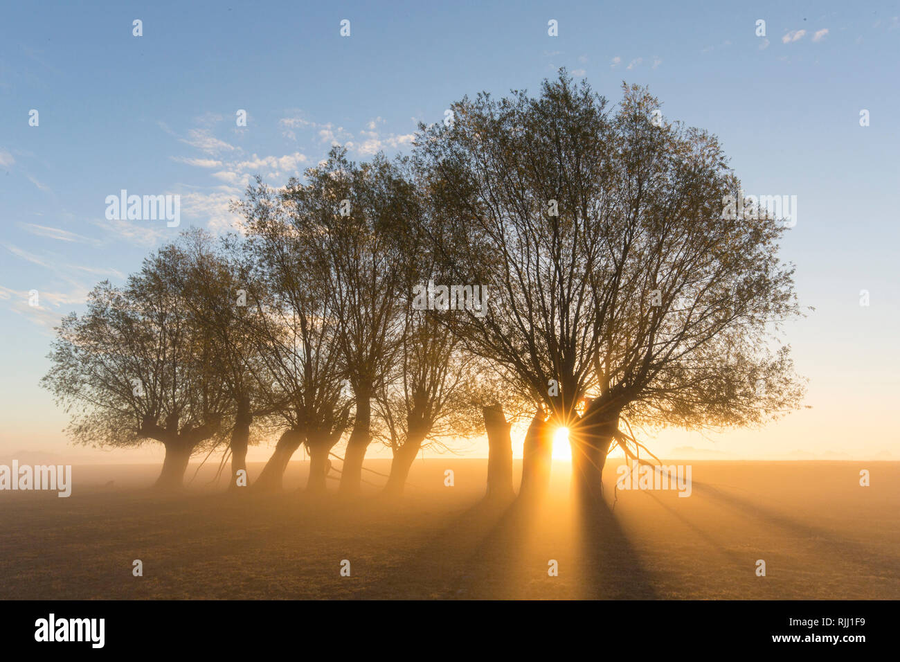 Salice bianco salix alba nel sorgere del sole immagini e fotografie ...