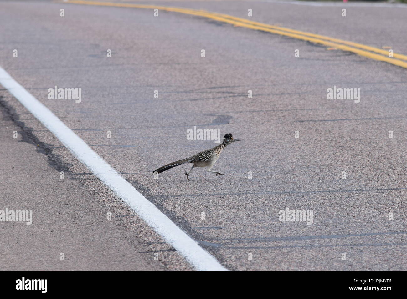 Corridore su strada immagini e fotografie stock ad alta risoluzione - Alamy