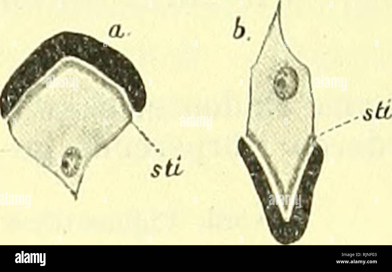 Anfiosso lanceolatus immagini e fotografie stock ad alta risoluzione ...