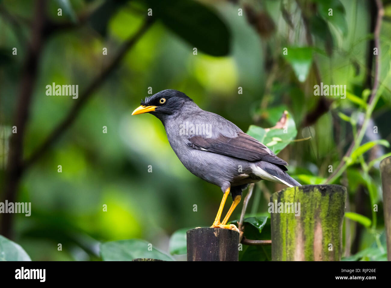 Acridotheres javanicus immagini e fotografie stock ad alta risoluzione ...