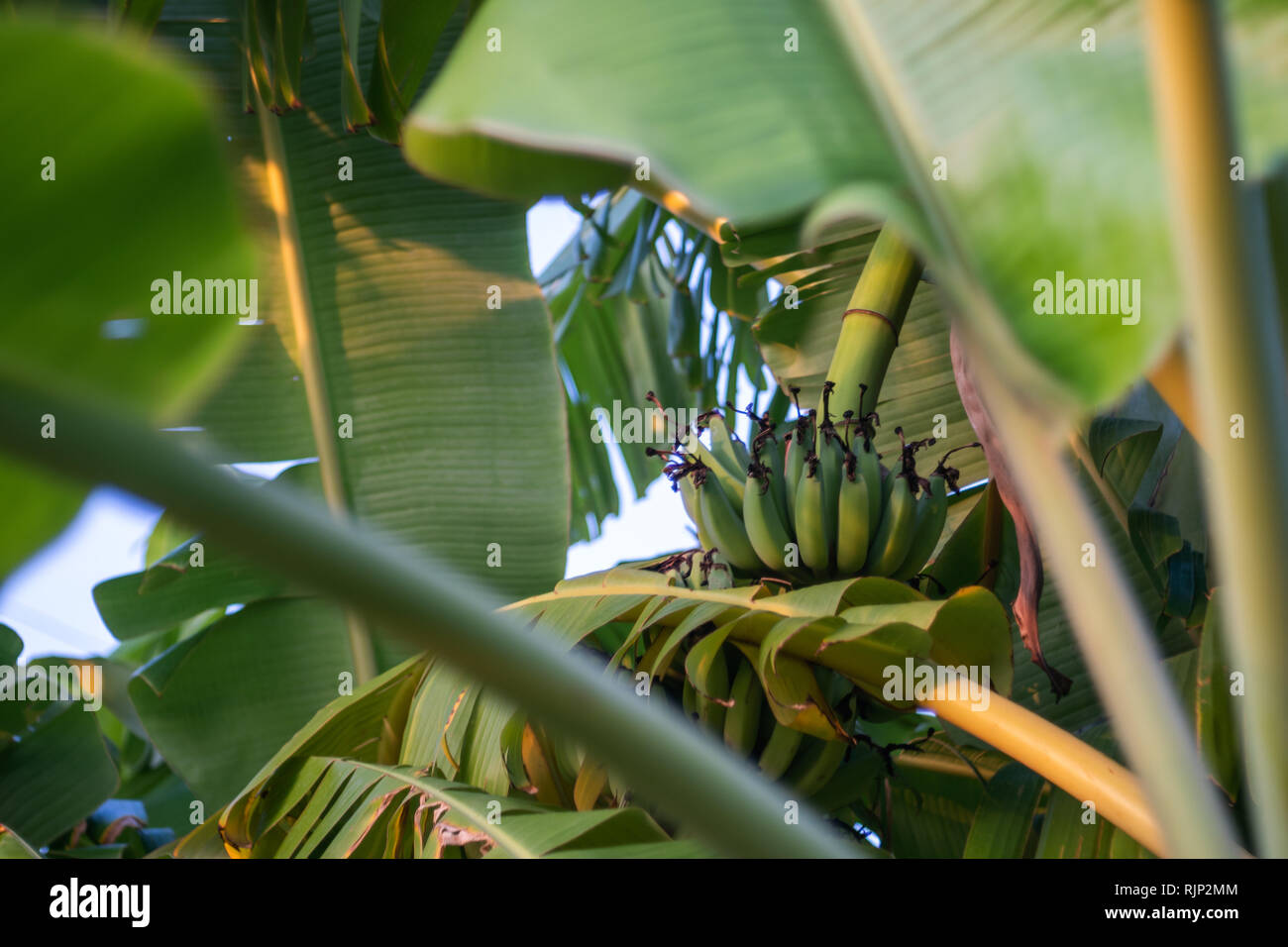 Banano leaves immagini e fotografie stock ad alta risoluzione - Alamy