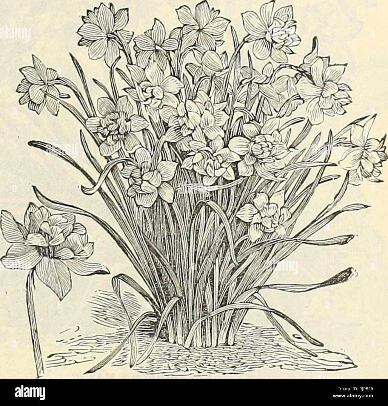 . Catalogo autunno di lampadine e piccoli frutti / W.W. Rawson & Co ...