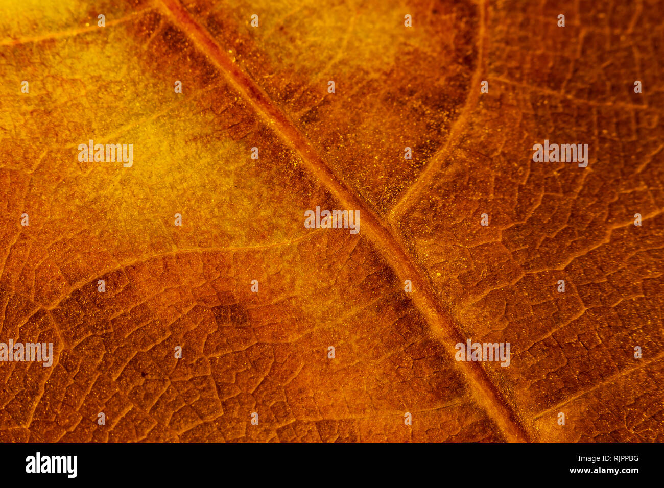La texture di sfondo di anteriore foglia secca di ficus lyrata con le ...