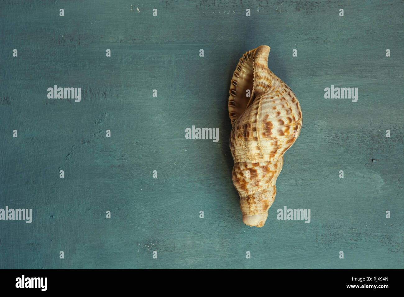 Queen conch strombus gigas immagini e fotografie stock ad alta ...