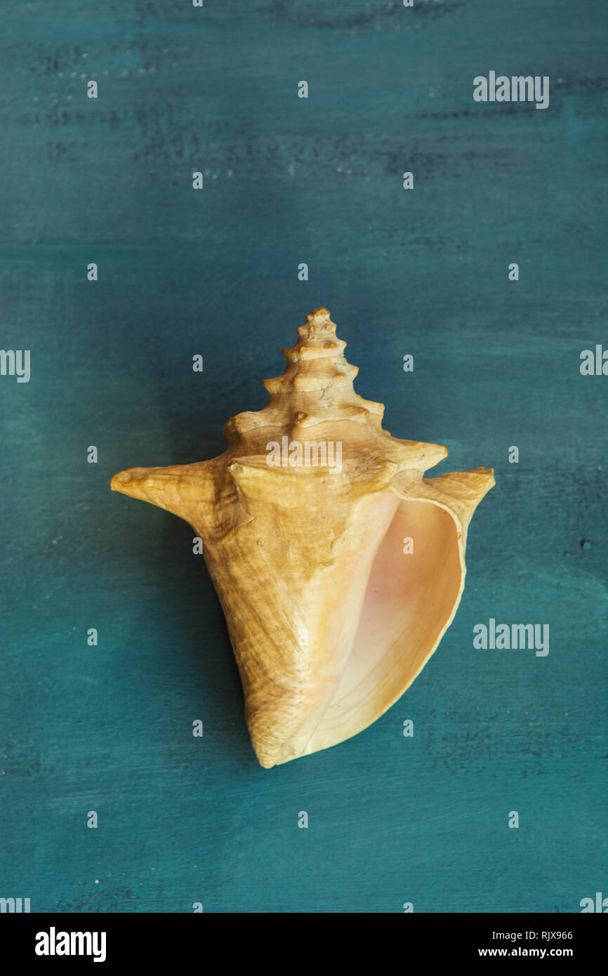 Queen conch strombus gigas immagini e fotografie stock ad alta ...