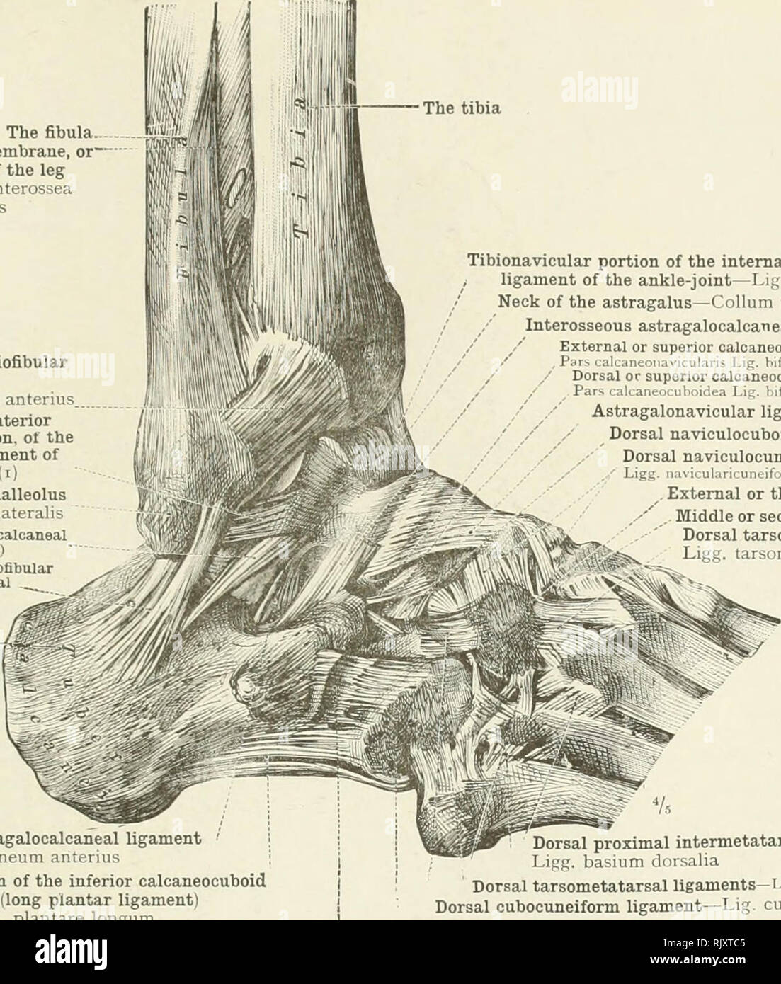 . Un atlante di anatomia umana per gli studenti e per i medici ...