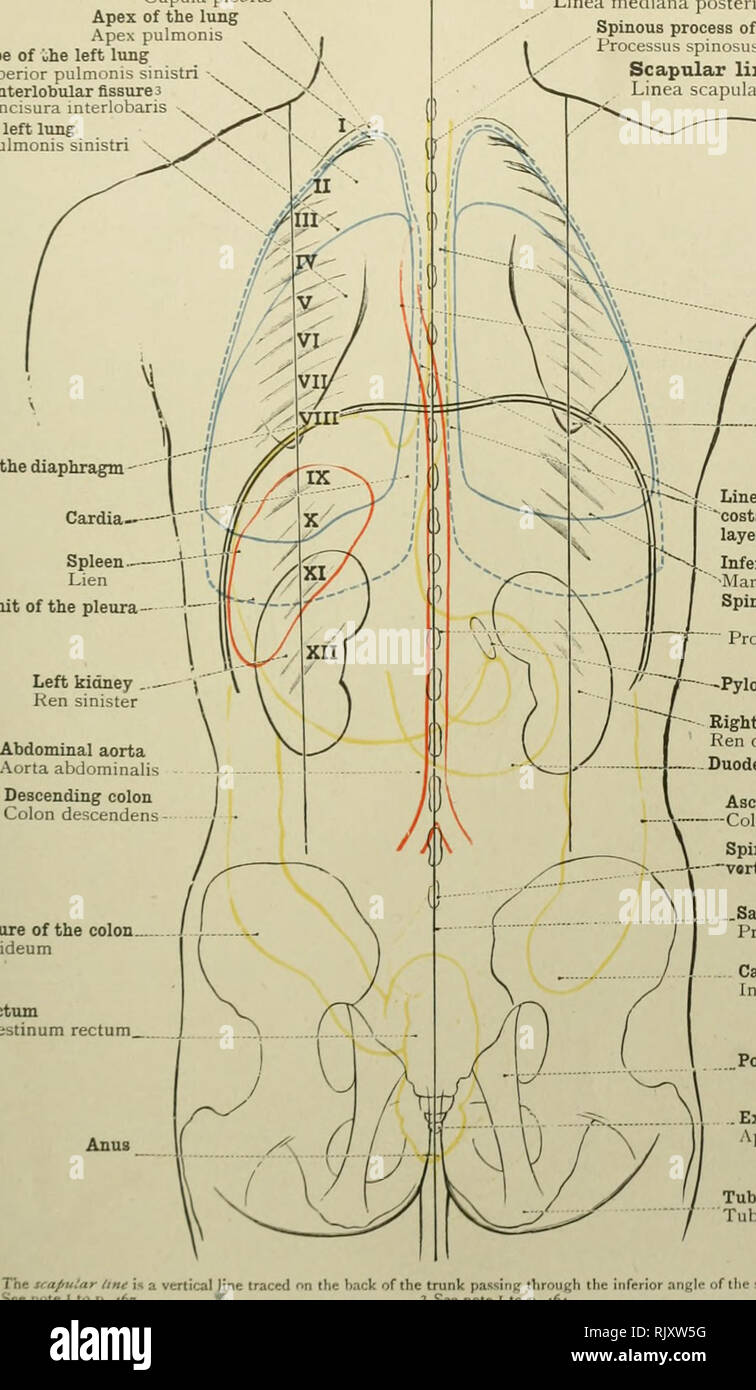 . Un atlante di anatomia umana per gli studenti e per i medici ...
