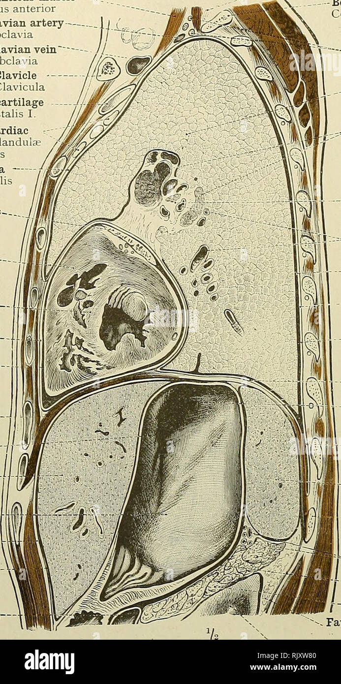 Arteria interventricolare anteriore immagini e fotografie stock ad alta ...