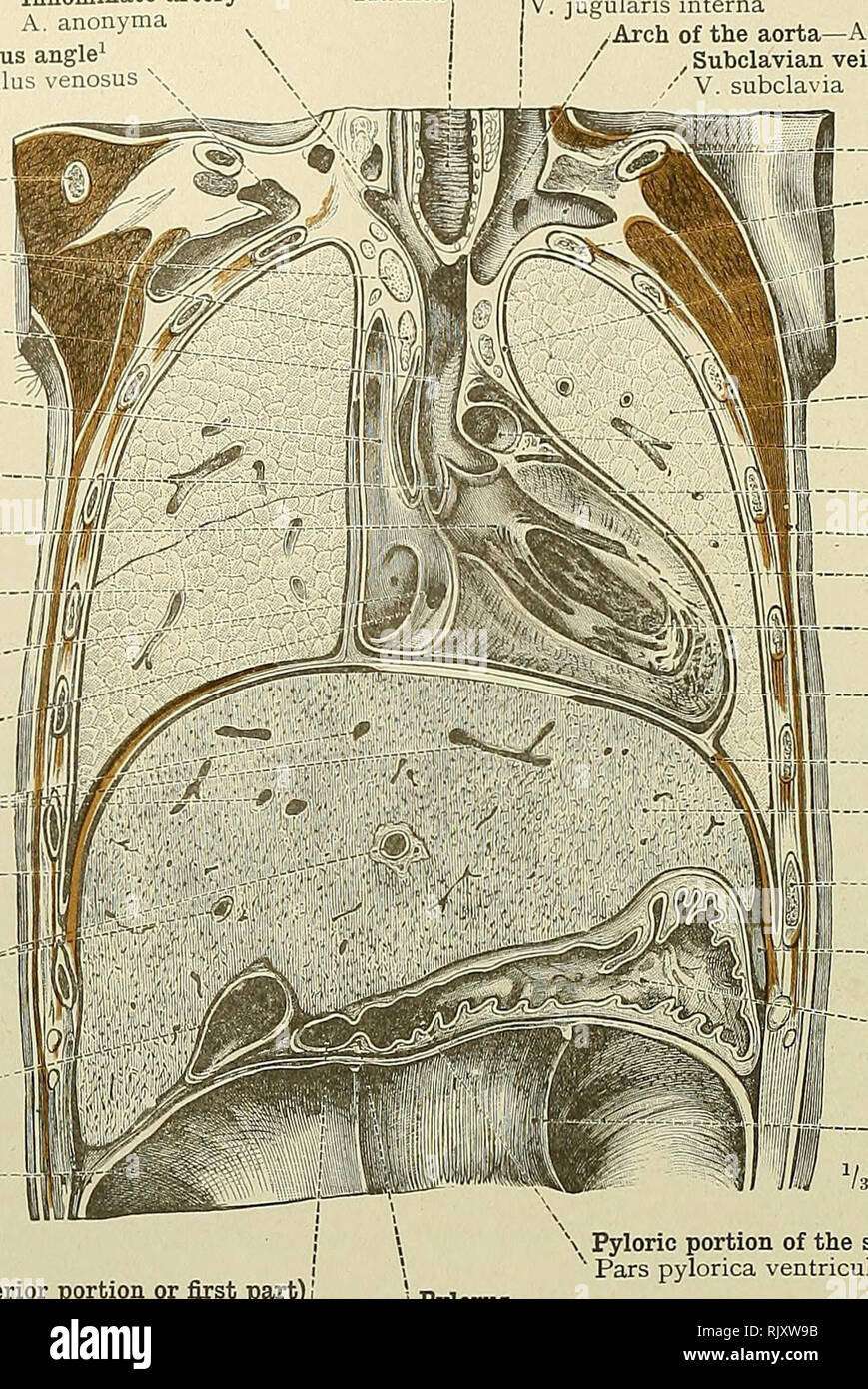 . Un atlante di anatomia umana per gli studenti e per i medici ...