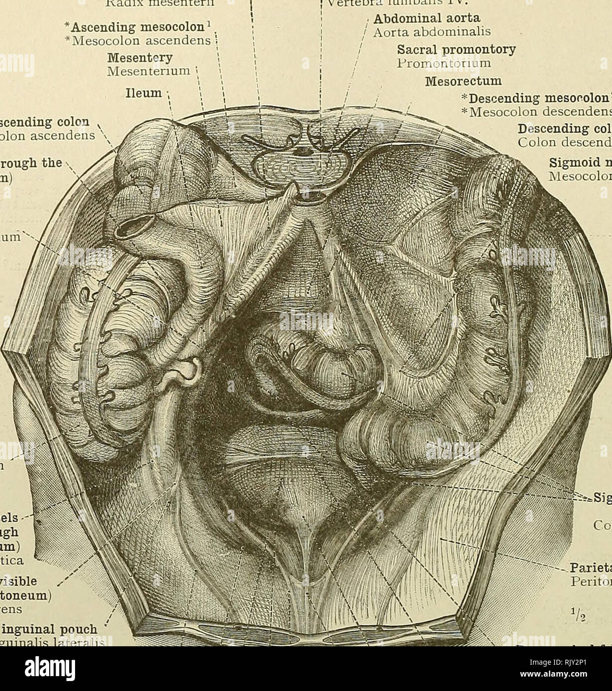Colon ascendens immagini e fotografie stock ad alta risoluzione - Alamy