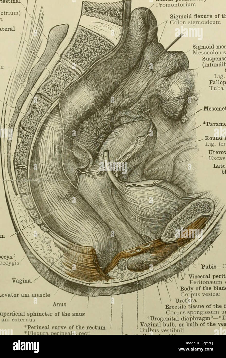 Uterosacral ligament immagini e fotografie stock ad alta risoluzione ...