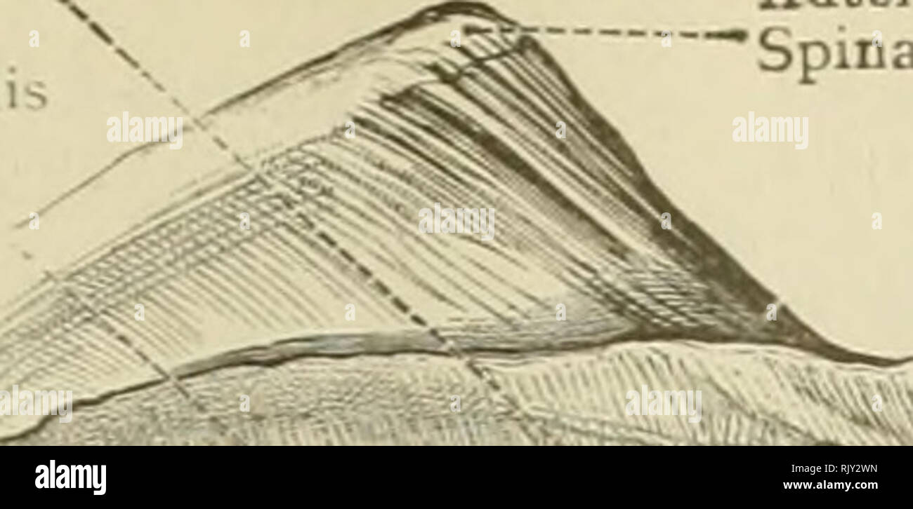 . Un atlante di anatomia umana per gli studenti e per i medici ...