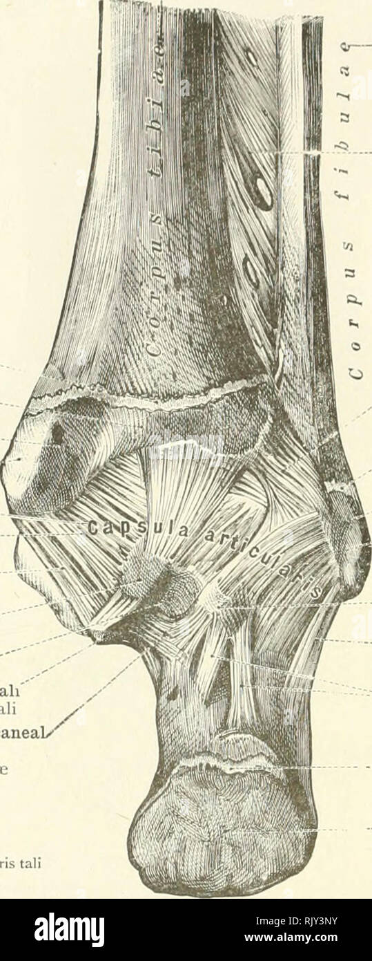 . Un atlante di anatomia umana per gli studenti e per i medici ...