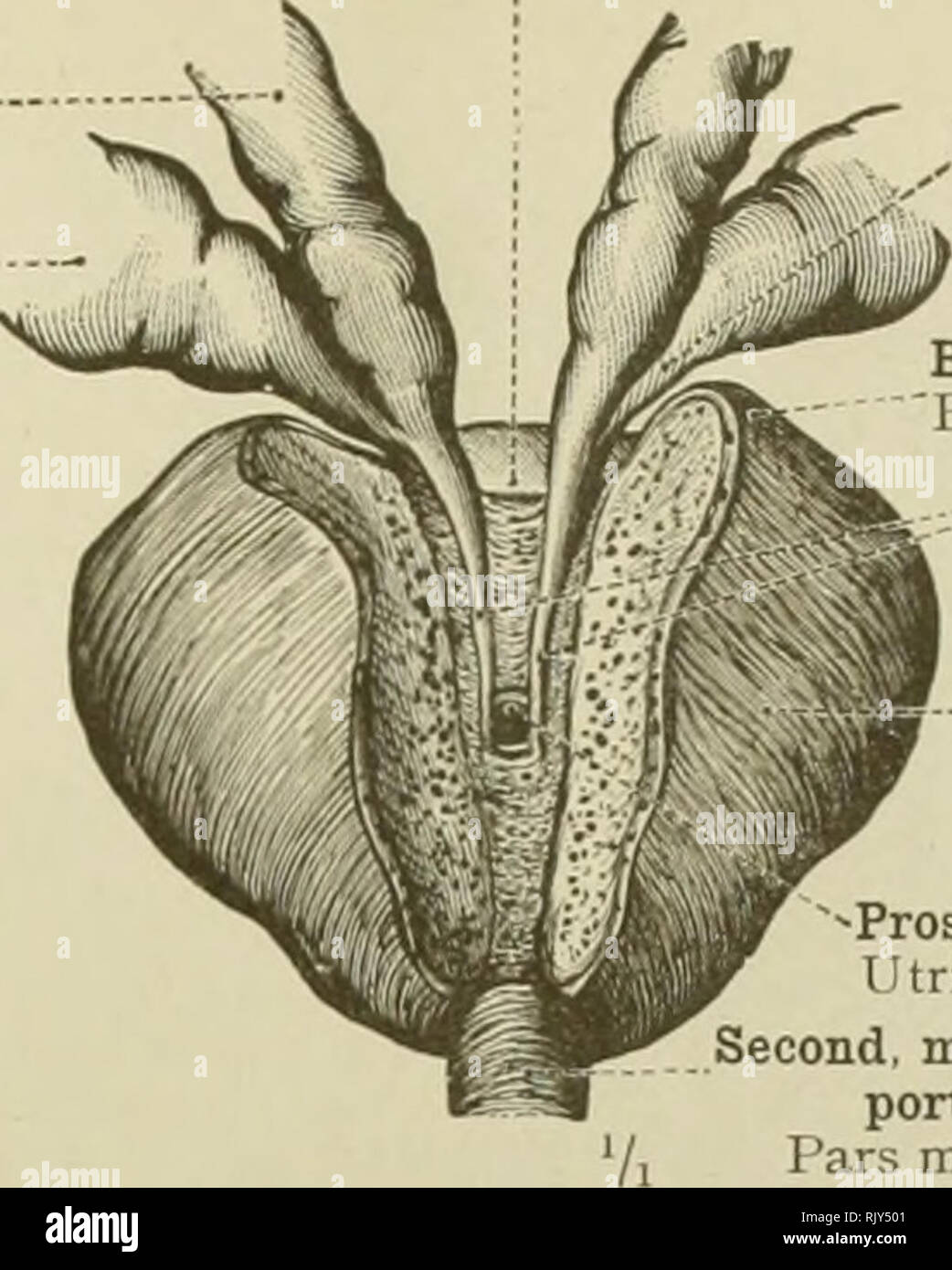 Ampolla rettale anatomia immagini e fotografie stock ad alta ...