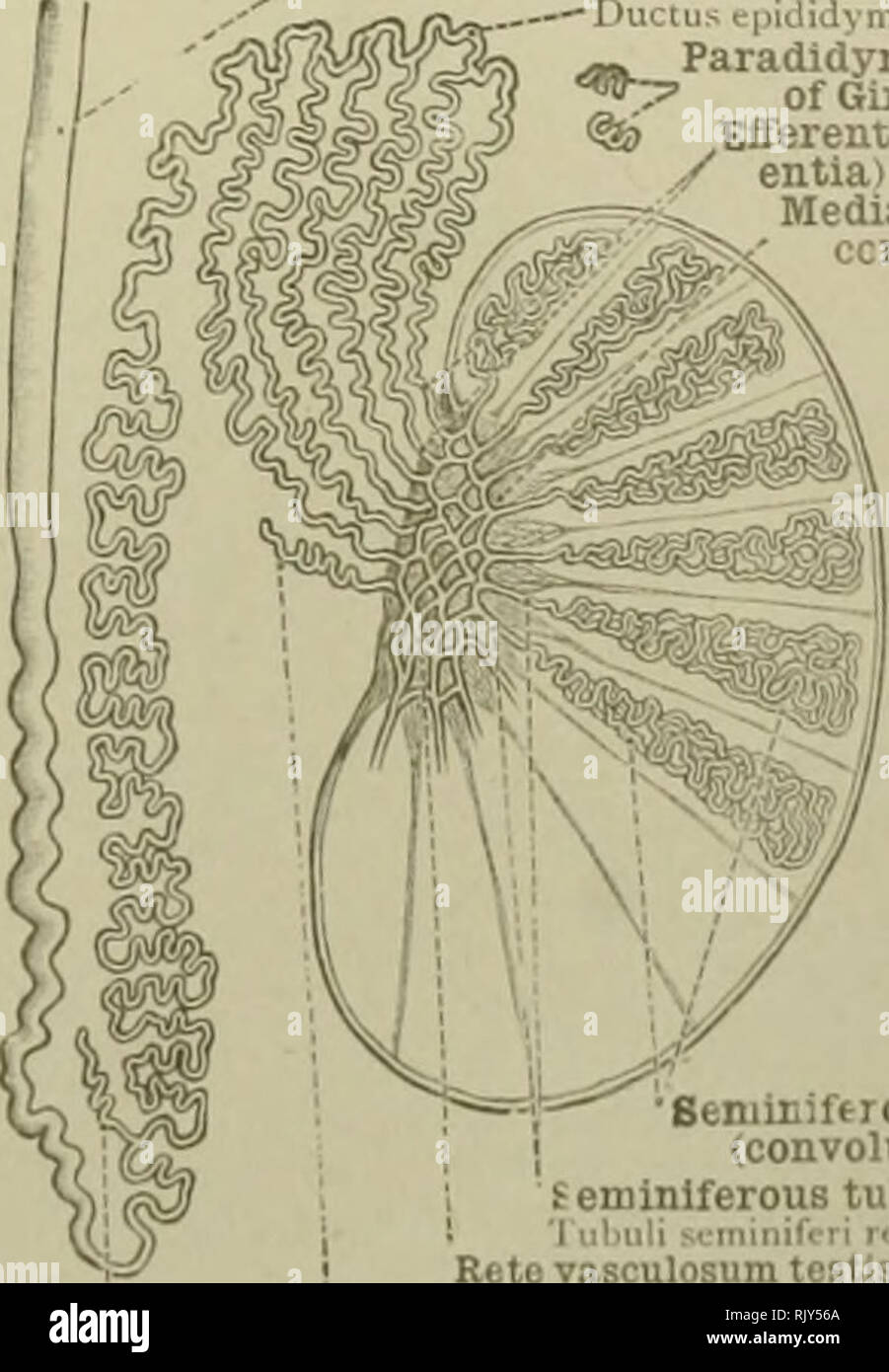 Tubuli seminiferi testicolo immagini e fotografie stock ad alta ...