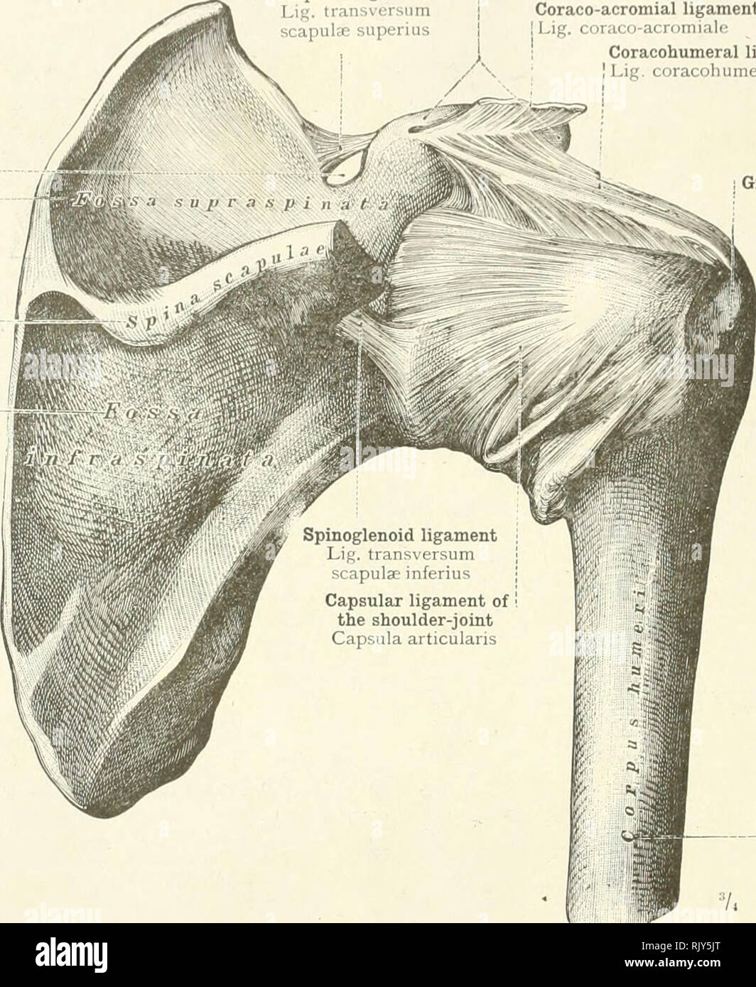 . Un atlante di anatomia umana per gli studenti e per i medici ...