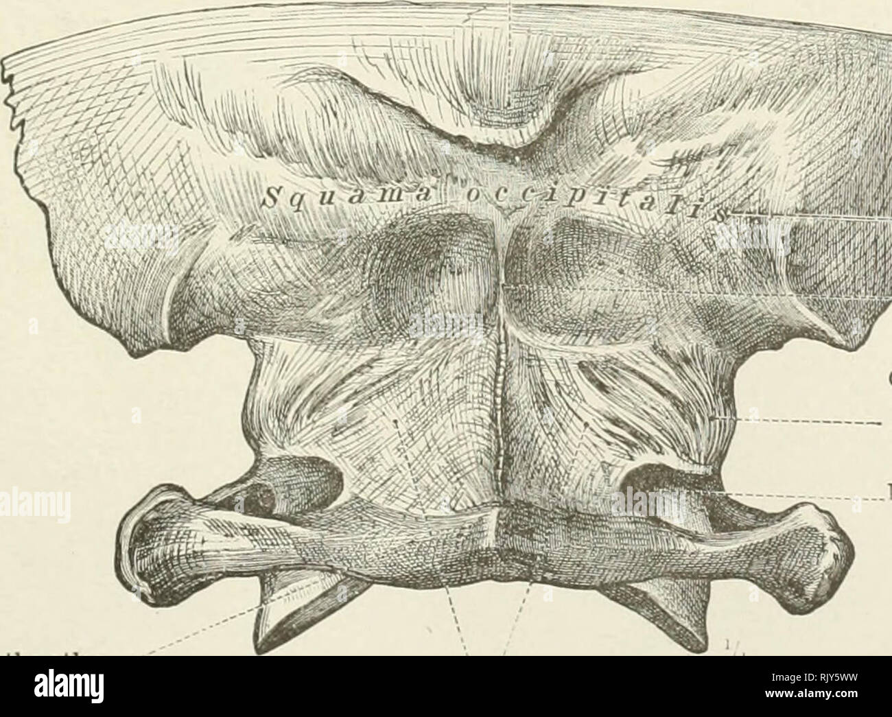 External occipital protuberance immagini e fotografie stock ad alta ...