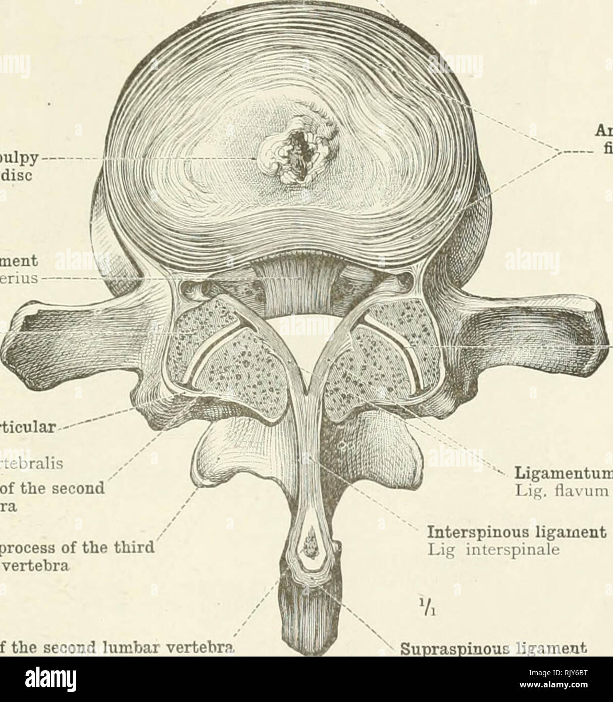 . Un atlante di anatomia umana per gli studenti e per i medici ...