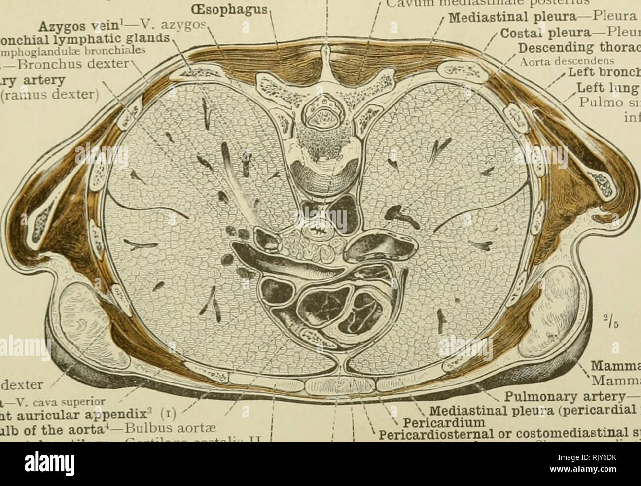 . Un atlante di anatomia umana per gli studenti e per i medici ...