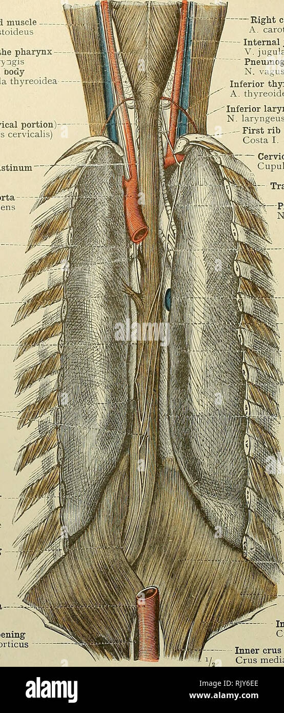 . Un atlante di anatomia umana per gli studenti e per i medici ...