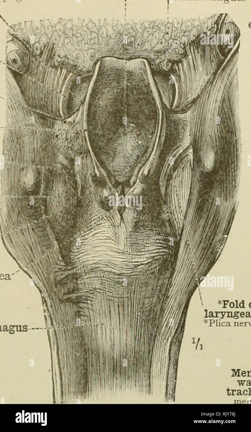 . Un atlante di anatomia umana per gli studenti e per i medici ...